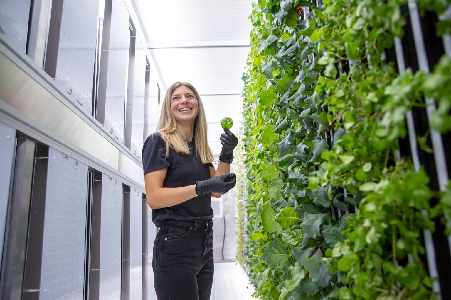 Harvest - Hydroponic cultivation | Circular Regions